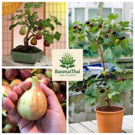 มะเดื่อฝรั่ง รสหวาน ผลใหญ่ เป็นพันธุ์ใหม่ในตลาดประเทศไทยตอนนี้ค่ะ Shopee Thailand