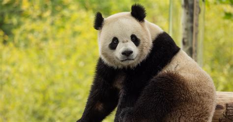 Dcs Giant Pandas Make Their Debut