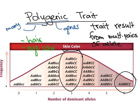112 Sex Linked Traits And Polygenic Traits 5th Science Biology Genetics Showme