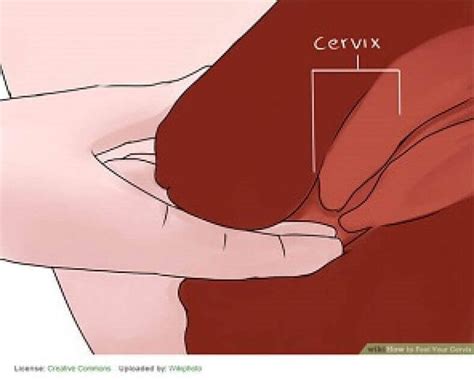 How To Locate Your Cervix Easy Step By Step Guide