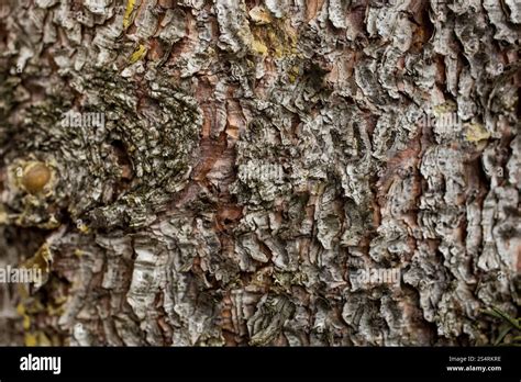 Closeup Texture Of Pine Tree Bark Stock Photo Alamy