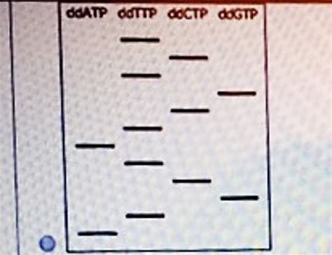 Solved Dideoxy Sequencing Was Performed Using The Dna