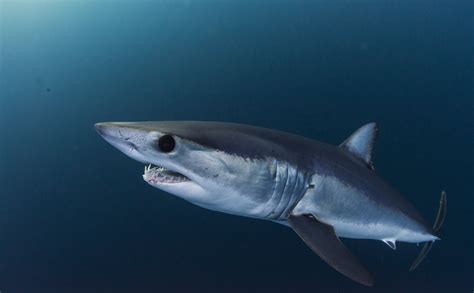 Mako Shark Satellite Tagging Shark Lab Cabo Sharklabcabo Sharklabcabo
