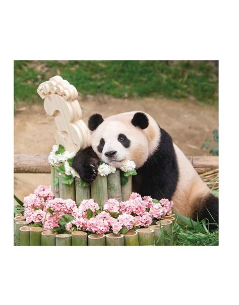 더쿠 푸바오 귀여움의 끝은 어디니…아기 판다 좌충우돌 성장기