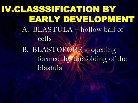 Invertebrates Comparative Anatomy Ppt Download