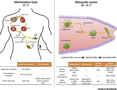 Commit And Transmit Molecular Players In Plasmodium Sexual Development And Zygote