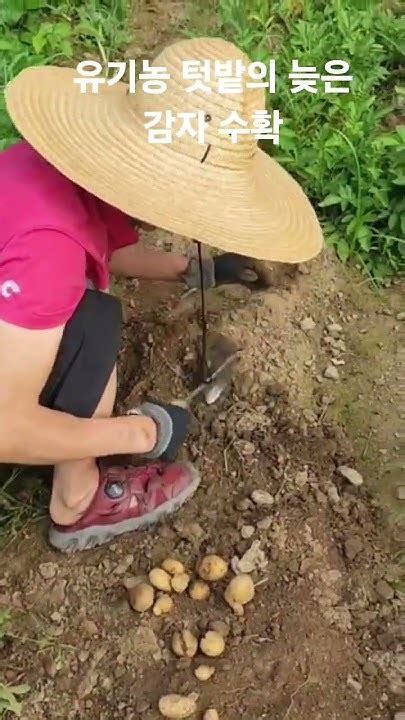 유기농 텃밭의 늦은 감자 수확 Youtube