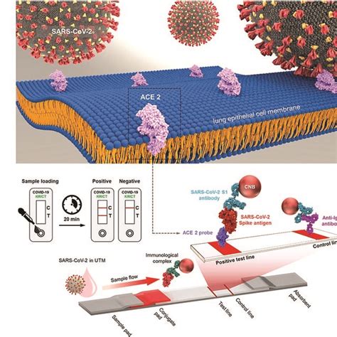 A The Detection Of Sars Cov 2 Spike 1 Antigens Using A Cellular Download Scientific Diagram
