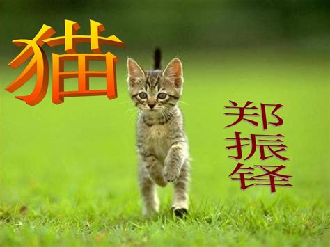 郑振铎猫课件 随意云