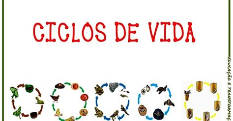 Ciclos De Vida Livrinho Para Pesquisar E Escrever Sobre Os Ciclos De Vida Dos Animais Vida