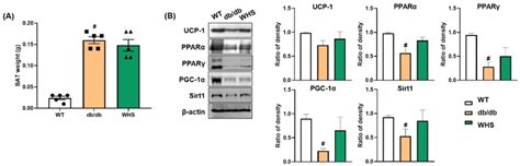 effect of whs on thermogenic factors in the bat of db db mice a download scientific diagram