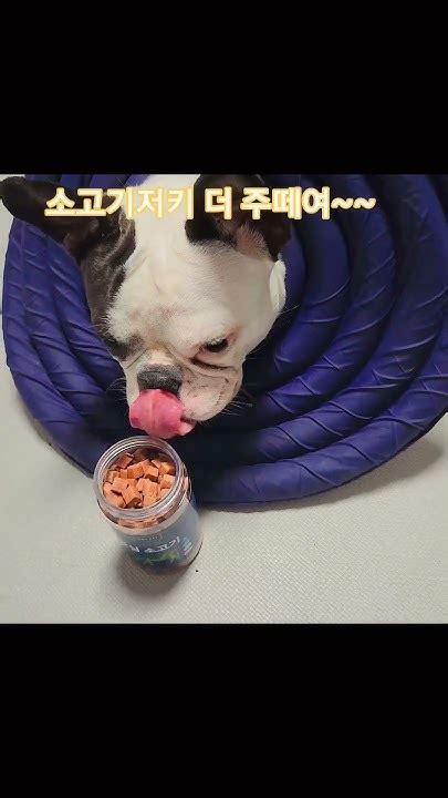 하나만 더 주떼요~~ 소고기저키 루이 프렌치불독 보스턴테리어 Youtube