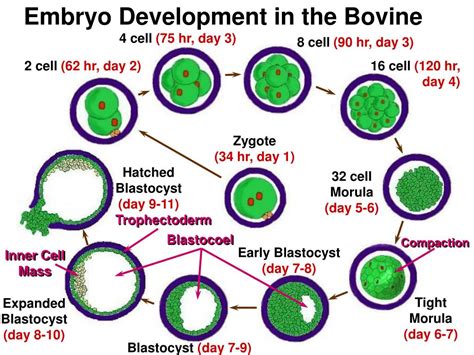 Ppt Embryo Development Powerpoint Presentation Free Download Id 4565609