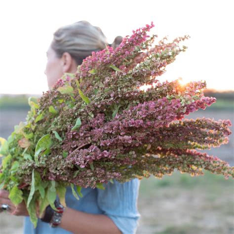 Orach Ruby Gold Floret Library