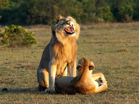 Lion King Mating