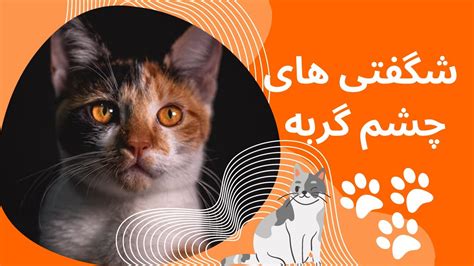 رنگ چشم بچه گربه ها آبی است که در سن بلوغ تغییر می کند چشم بچه گربه ها