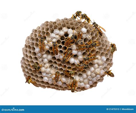 Wasp Nest Texture Stock Image 55282327 Wasp Nest Texture Stock Image 55282327