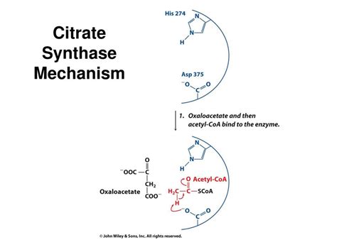 Citrate Synthase