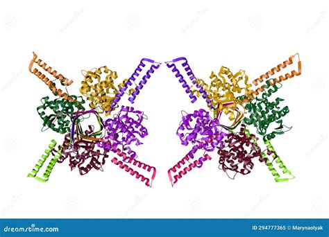 Crystal Structure Of Herpes Simplex Virus Ribbons Diagram With Differently Colored Protein