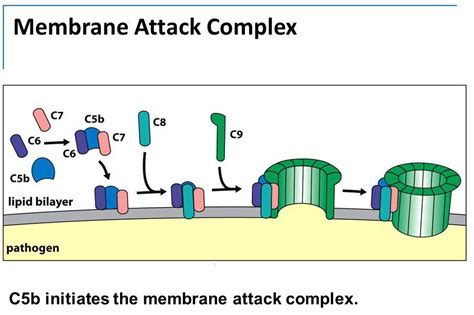 Complement Membrane Attack Slide