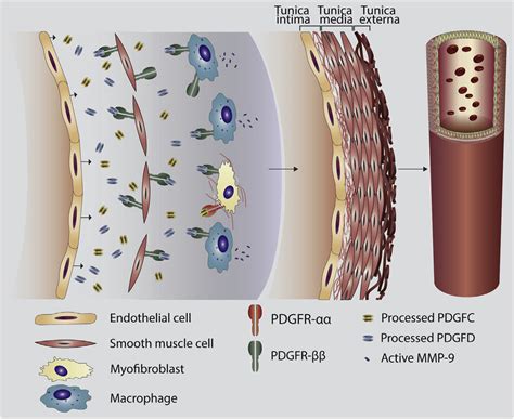 Schematic Figure Describing Expression And Role Of Pdgf C And Pdgf D In Download Scientific