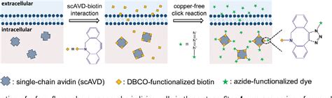 Figure 1 From Intracellular Bottom Up Generation Of Targeted Nanosensors For Single Molecule