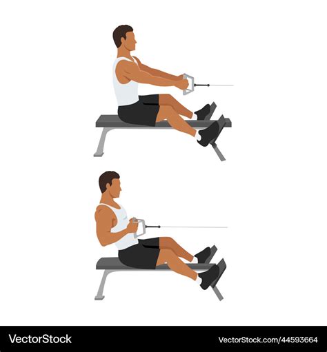 Man Doing Seated Low Cable Back Rows Exercise Vector Image