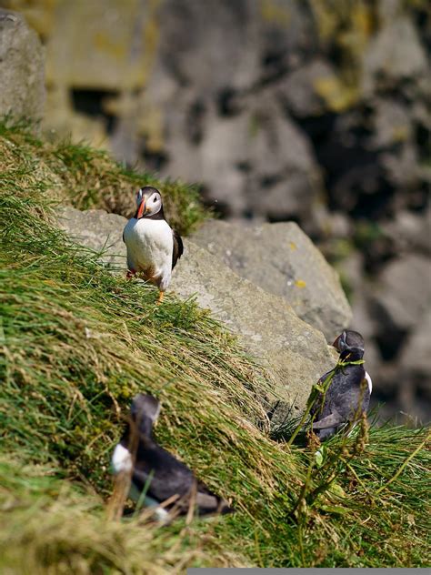 5 000개 이상 무료 대서양 퍼핀 및 자연 사진 Pixabay