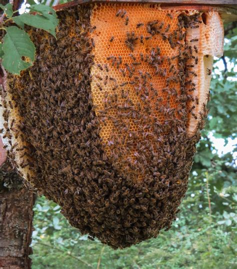 What Does A Bee Hive Look Like Inside At Paul Tucker Blog