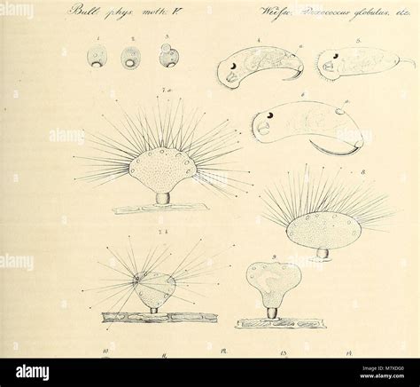 A 1847 Bulletin From The Physico Mathematical Class Of The Imperial