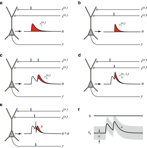 Hippocampal Microcircuits Functional Connectivity And Prostheses Neupsy Key