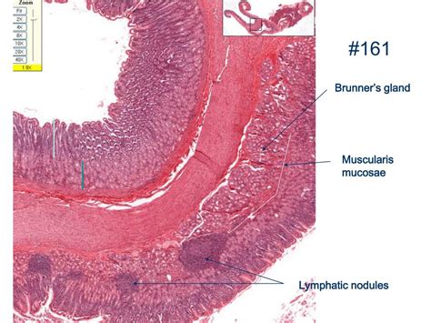 Myenteric Plexus Histology Cell Types