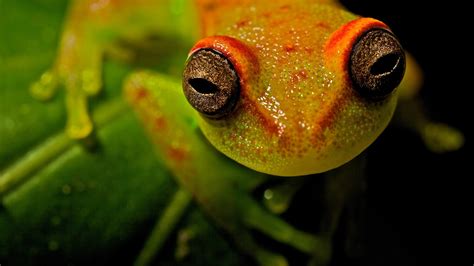 1920x1080 High Resolution Wallpaper Tree Frog Coolwallpapers Me