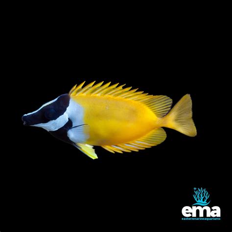 Foxface Easternmarine Aquariums