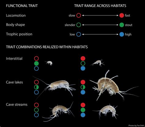 Trait Interdependence And Habitat Specifics Influence Functional Diversity Of A Clade Within And