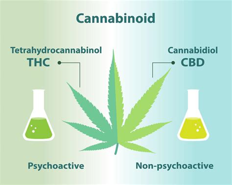 The Differences Between Cannabinoid In Cannabis Vector Illustration
