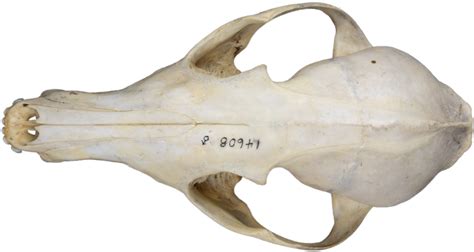 Vulpes Vulpes Whats This Skull