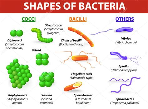 Types Of Bacteria Basic Morphological Differences Between Bacte Stock