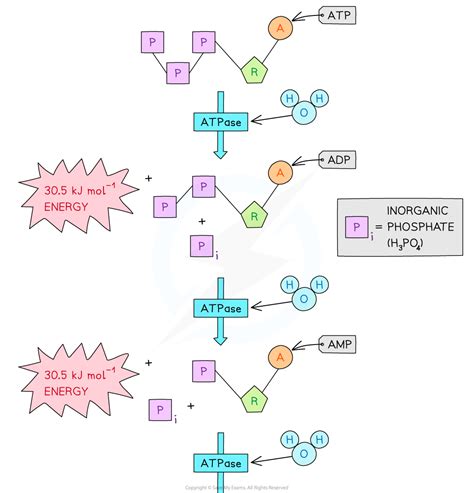 Cie A Level Biology复习笔记12 1 2 Atp 翰林国际教育