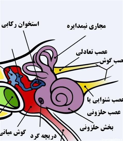 عکس گوش در کتاب علوم هشتم