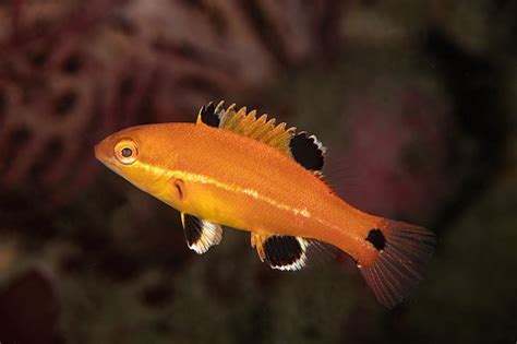 California Sheephead Marine Species Report Card Aquarium Of The Pacific
