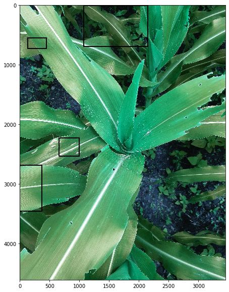 Corn Leaf Infection Detection Data Preprocessing And Custom Datagenerator Quassarian Viper