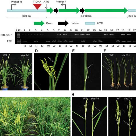 T Dna Mutant Screening A Location Of T Dna Insertion B The