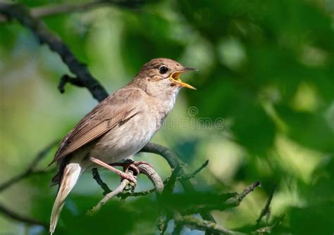 Thrush Nightingale Luscinia Luscinia A Bird Sings Sitting On A Branch