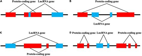Frontiers Regulation Of Oxidative Stress By Long Non Coding RNAs In
