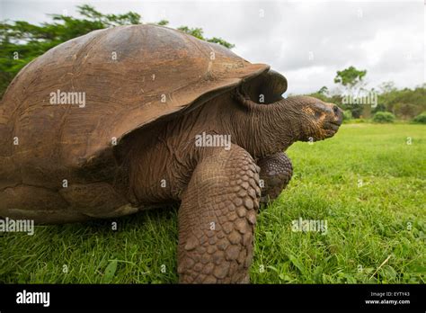 Giant Galapagos Land Turtle Eating Grass In El Chato Tortoise Reserve