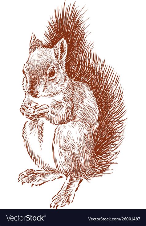 Cute Squirrel Royalty Free Vector Image Vectorstock