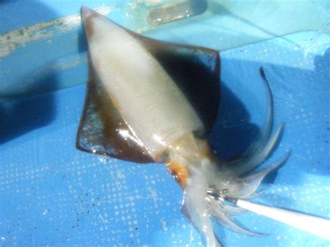 ソデイカの特徴見分け方 写真から探せる魚図鑑