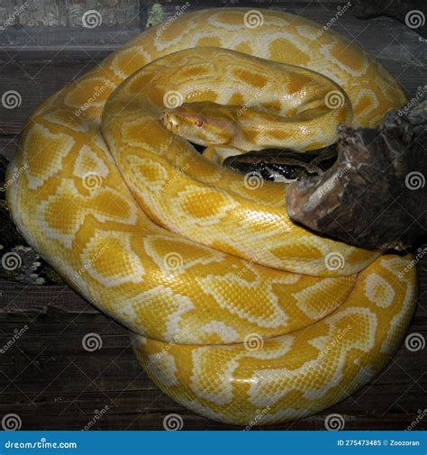 Burmese Python Python Bivittatus Stock Image Image Of Serpent Produce