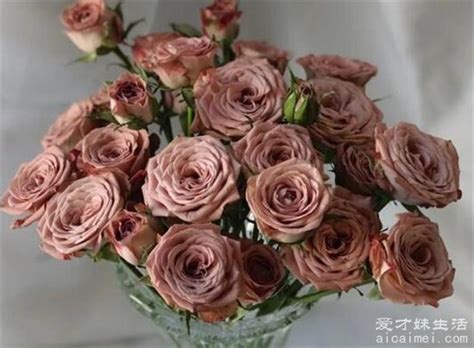 卡布奇诺玫瑰花语，对爱人的爱三种寓意— 爱才妹生活